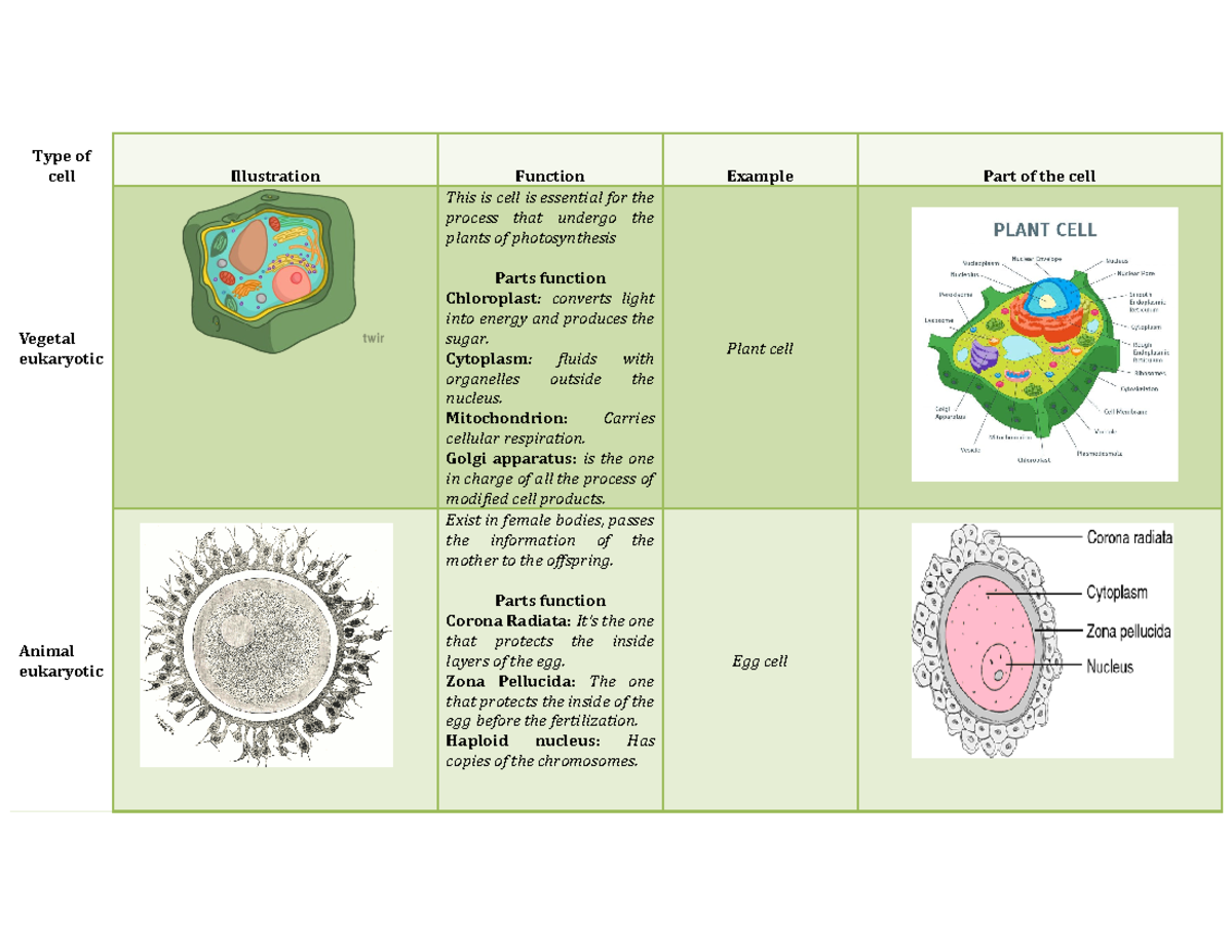 Excercise 3ls - Trabajo de life science - Type of cell Illustration ...
