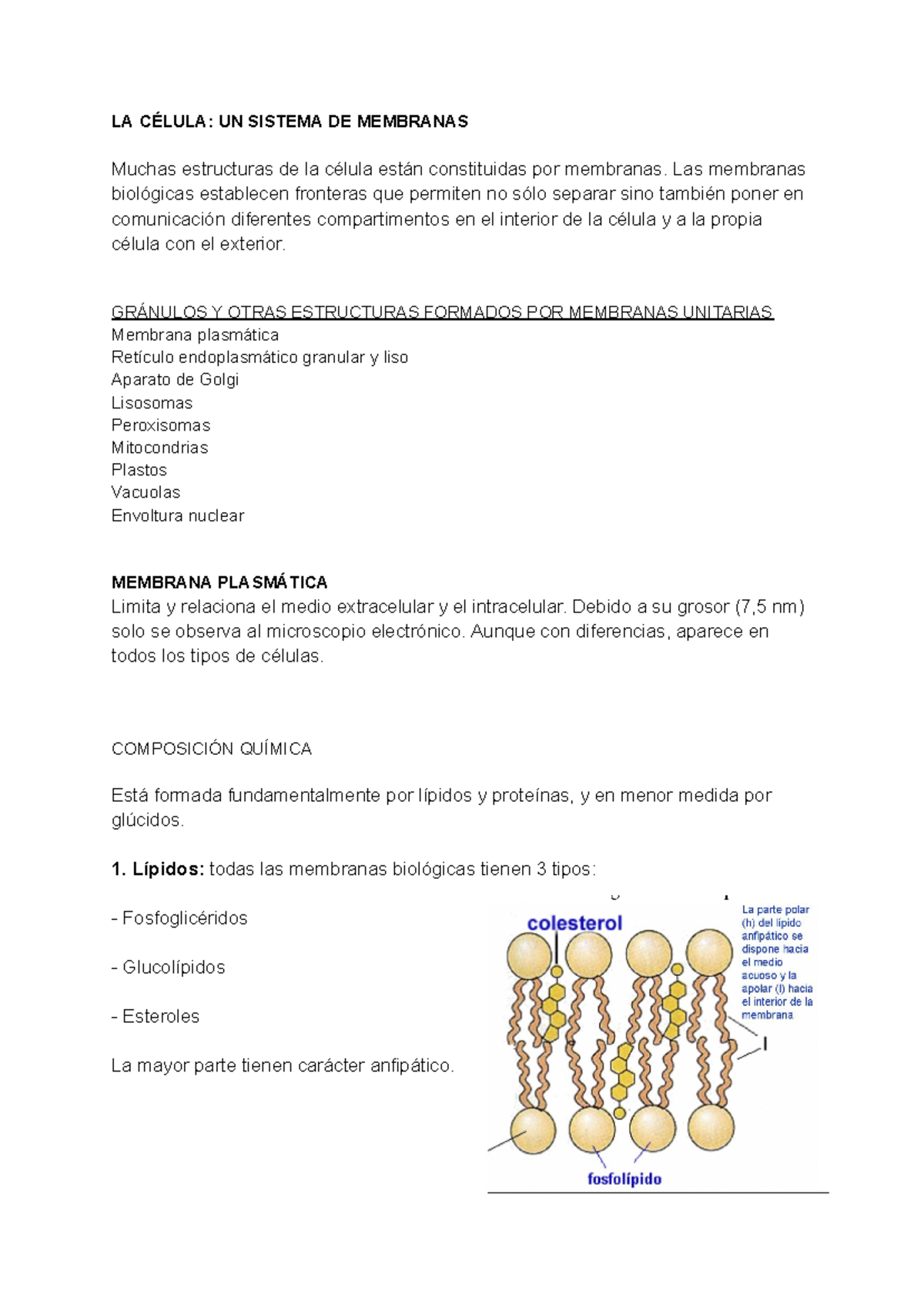 TEMA 9 - tema 9 biologia de temario de segundo de bach - LA CÉLULA: UN SISTEMA DE MEMBRANAS ...