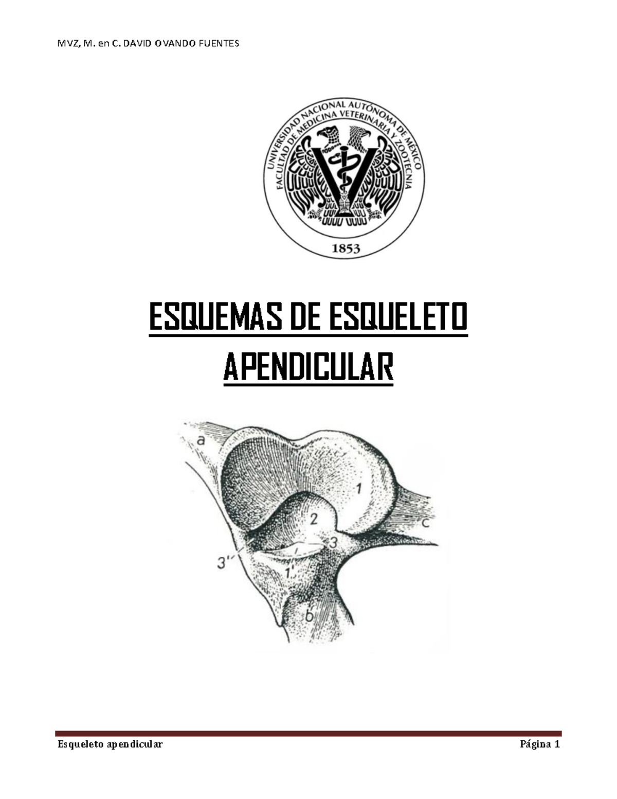 3 Osteologia Apendicular FMVZ 2019 - ESQUEMAS DE ESQUELETO APENDICULAR ...