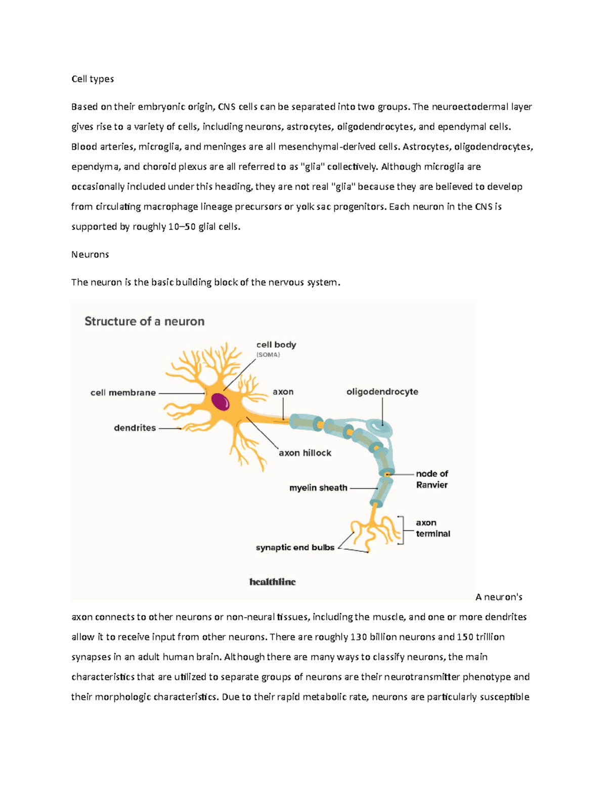 Cell types - Cell types Based on their embryonic origin, CNS cells can ...
