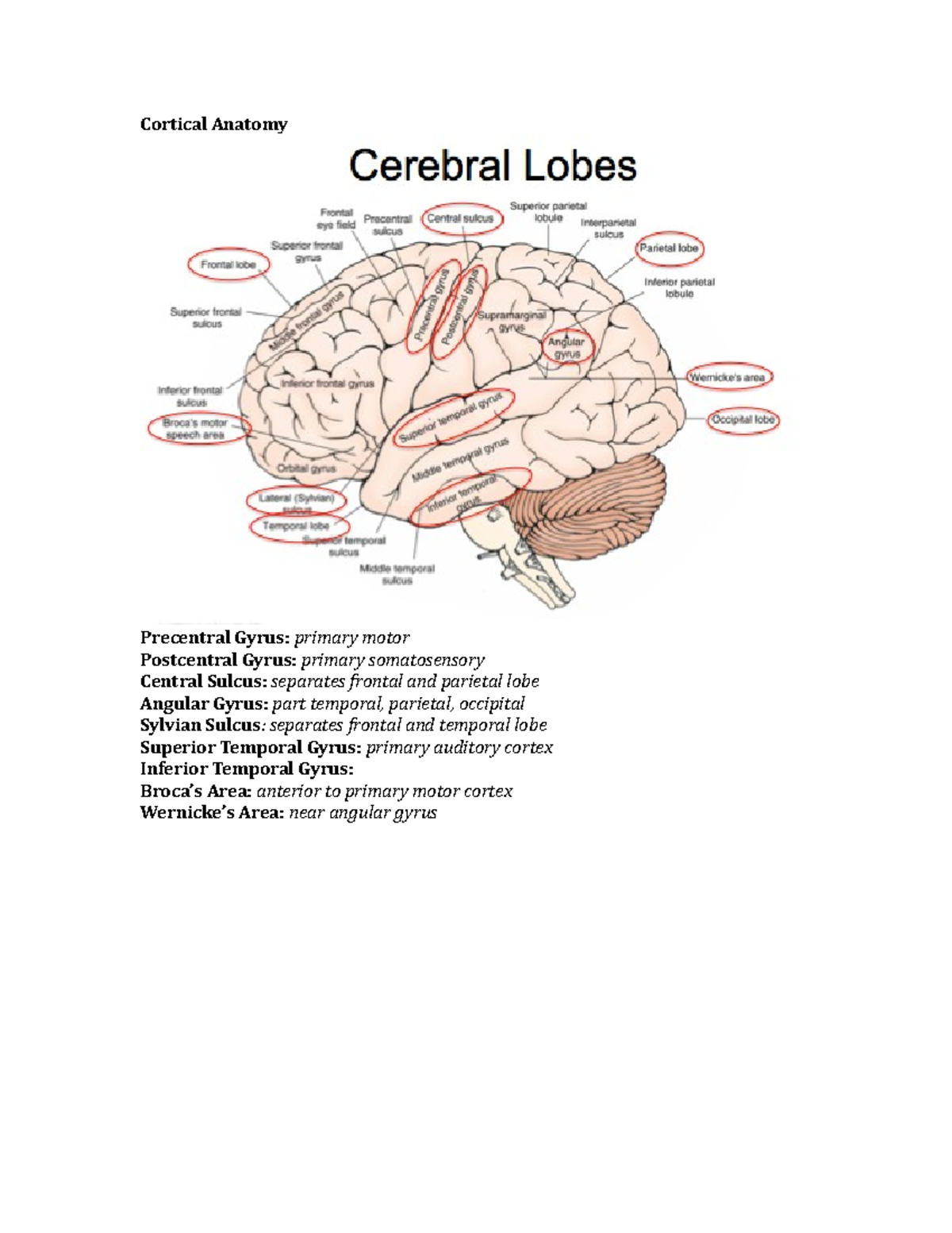 Cerebrum - Lecture notes 1 - Cortical Anatomy Precentral Gyrus: primary ...