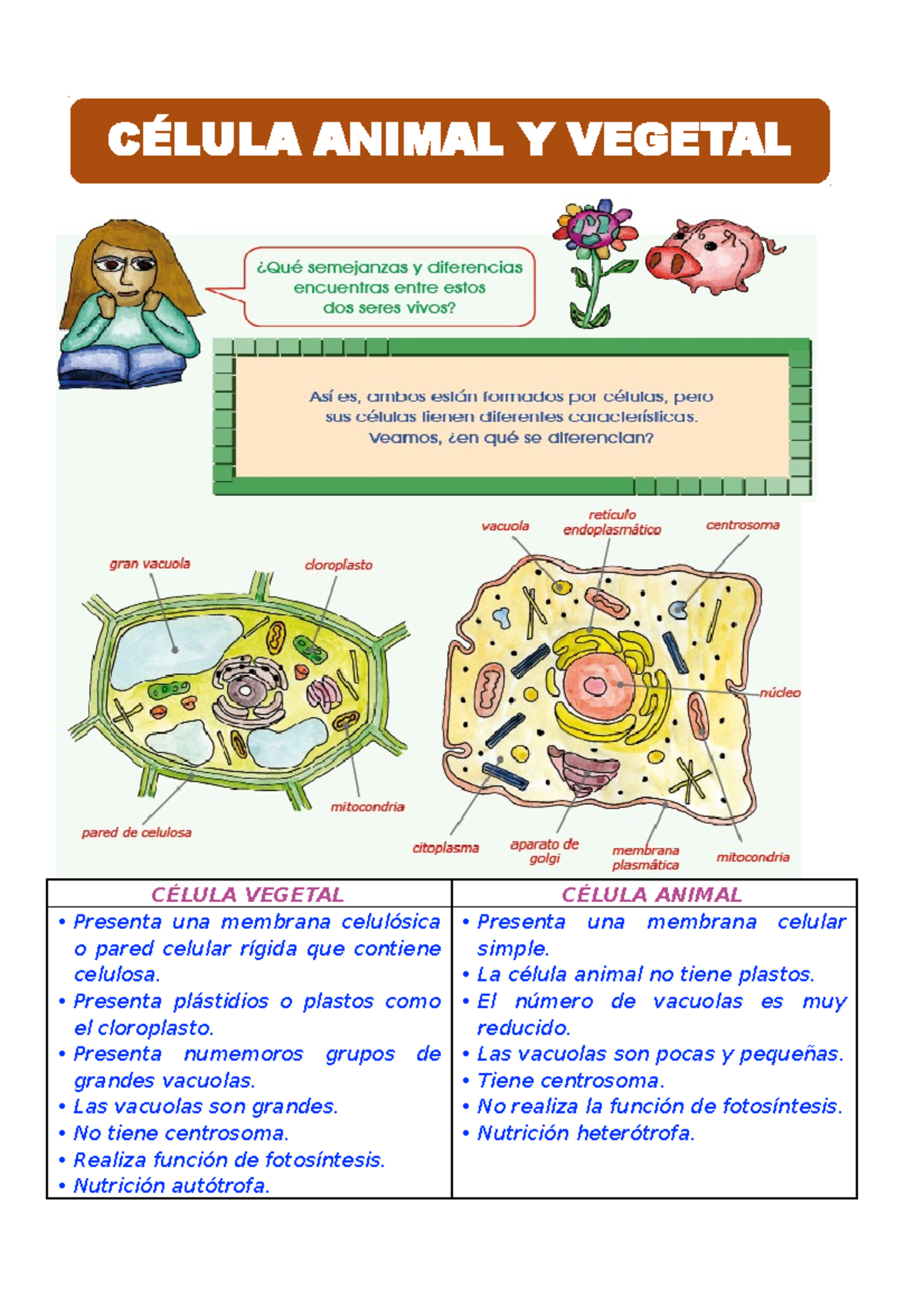 Celula Animal y Vegetal - Presenta una membrana celulósica CÉLULA ...