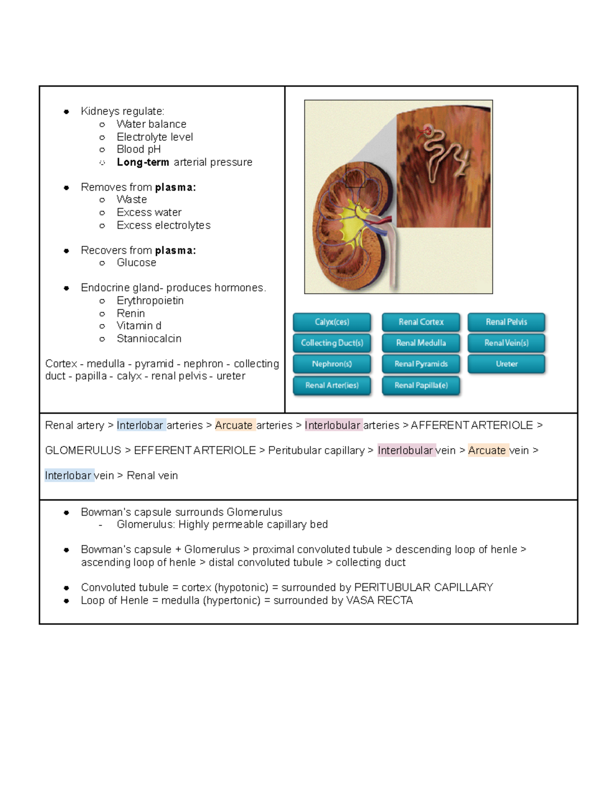 Renal system - Kidneys regulate: Water balance Electrolyte level Blood ...