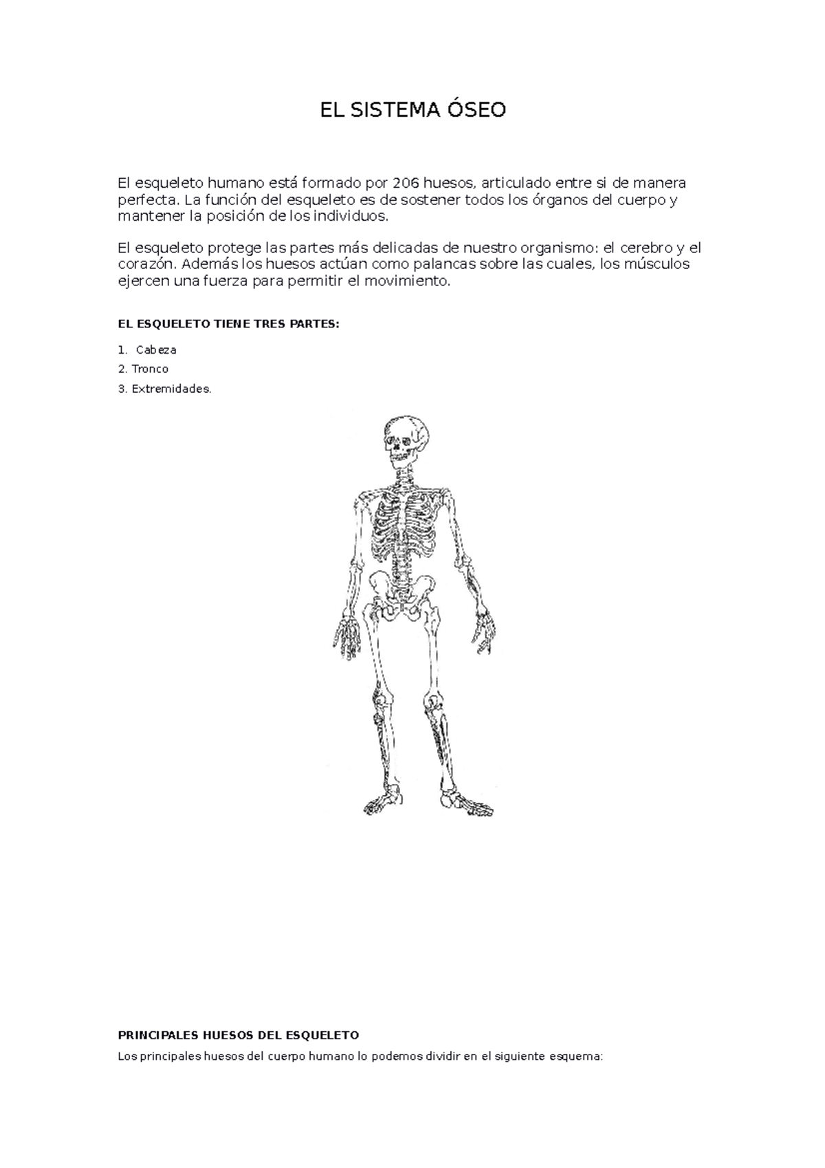 Sistema-Oseo ficha 1 - CIENCIAS - EL SISTEMA ÓSEO El esqueleto humano ...