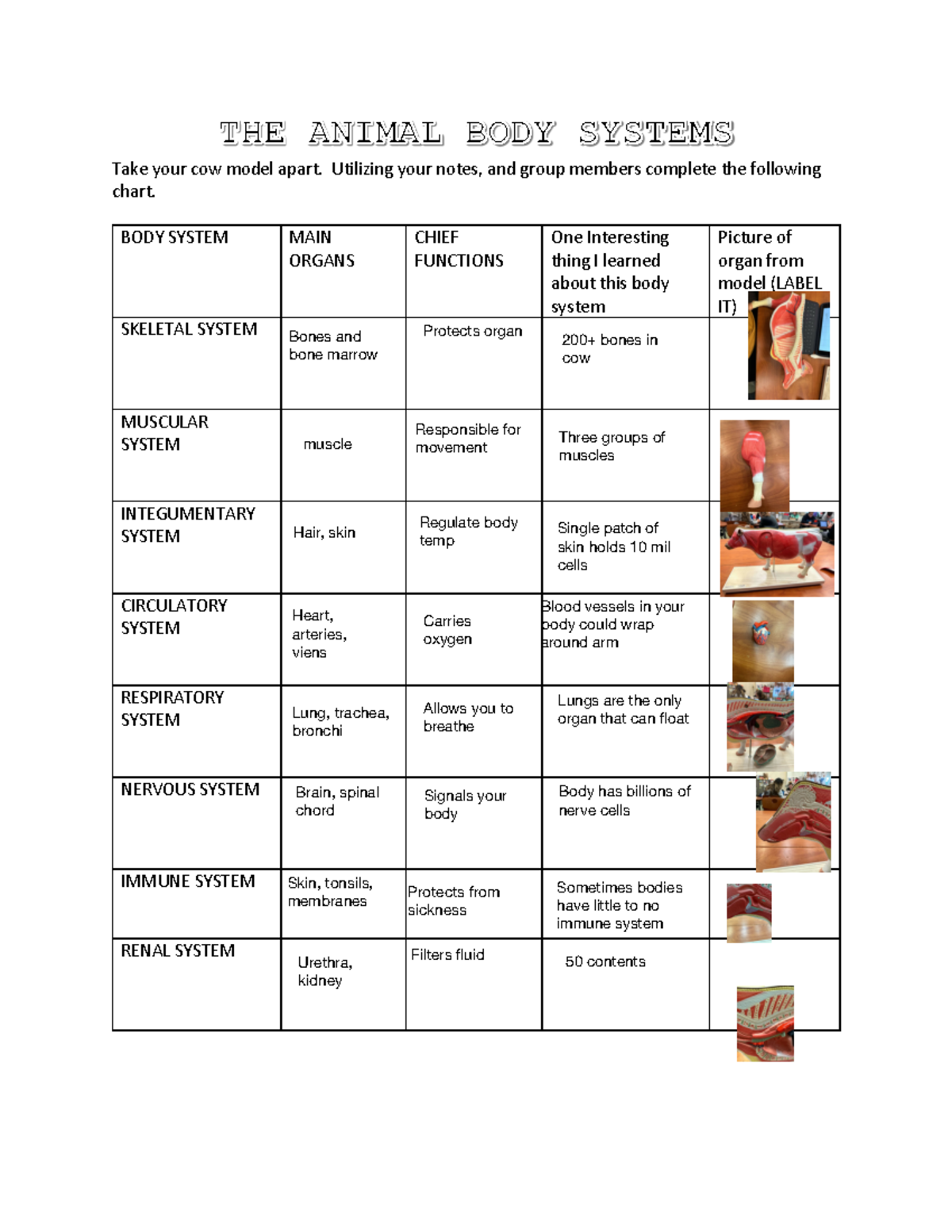 Animal Body Systems Chart - Take your cow model apart. Utilizing your ...