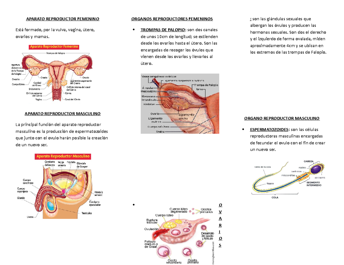 258971606 Triptico Aparato Reproductor - APARATO REPRODUCTOR FEMENINO Está formado, por la vulva ...