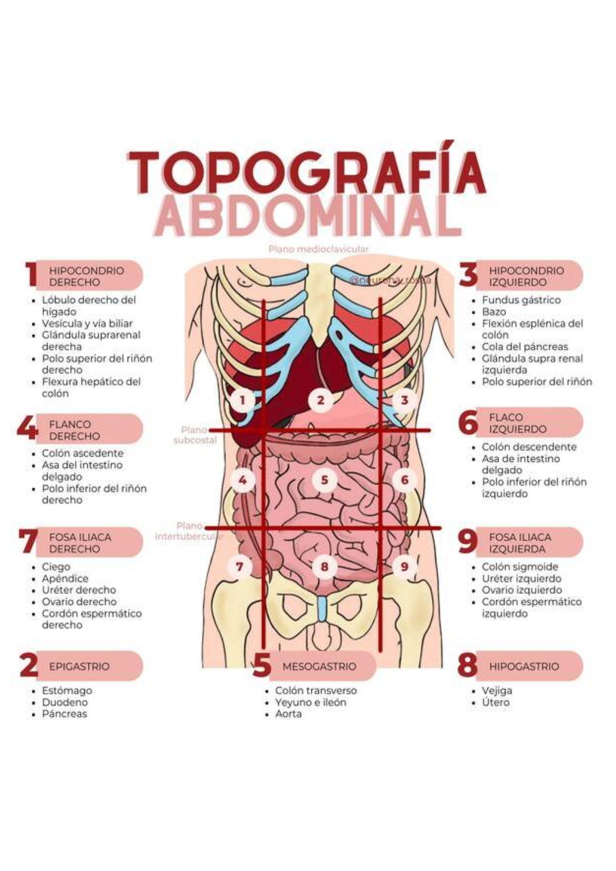 Topografia abdominal - TOPOGRAFÍA ABDOMINAL Plano medioclavicular 1 ...