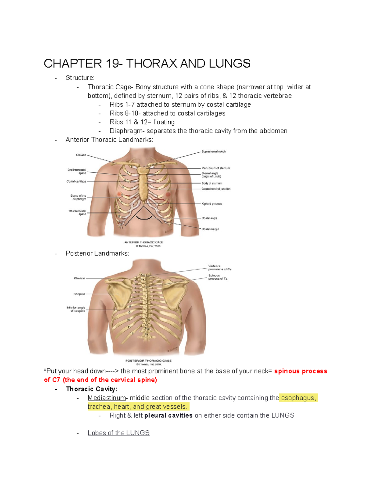 NURS 3016 Study Guide Chps. 19, - CHAPTER 19- THORAX AND LUNGS ...