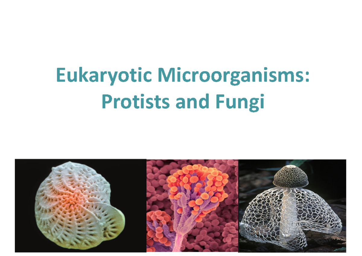 Power de Microbiology Lesson 2 Eukaryotic microorganisms - Eukaryotic ...