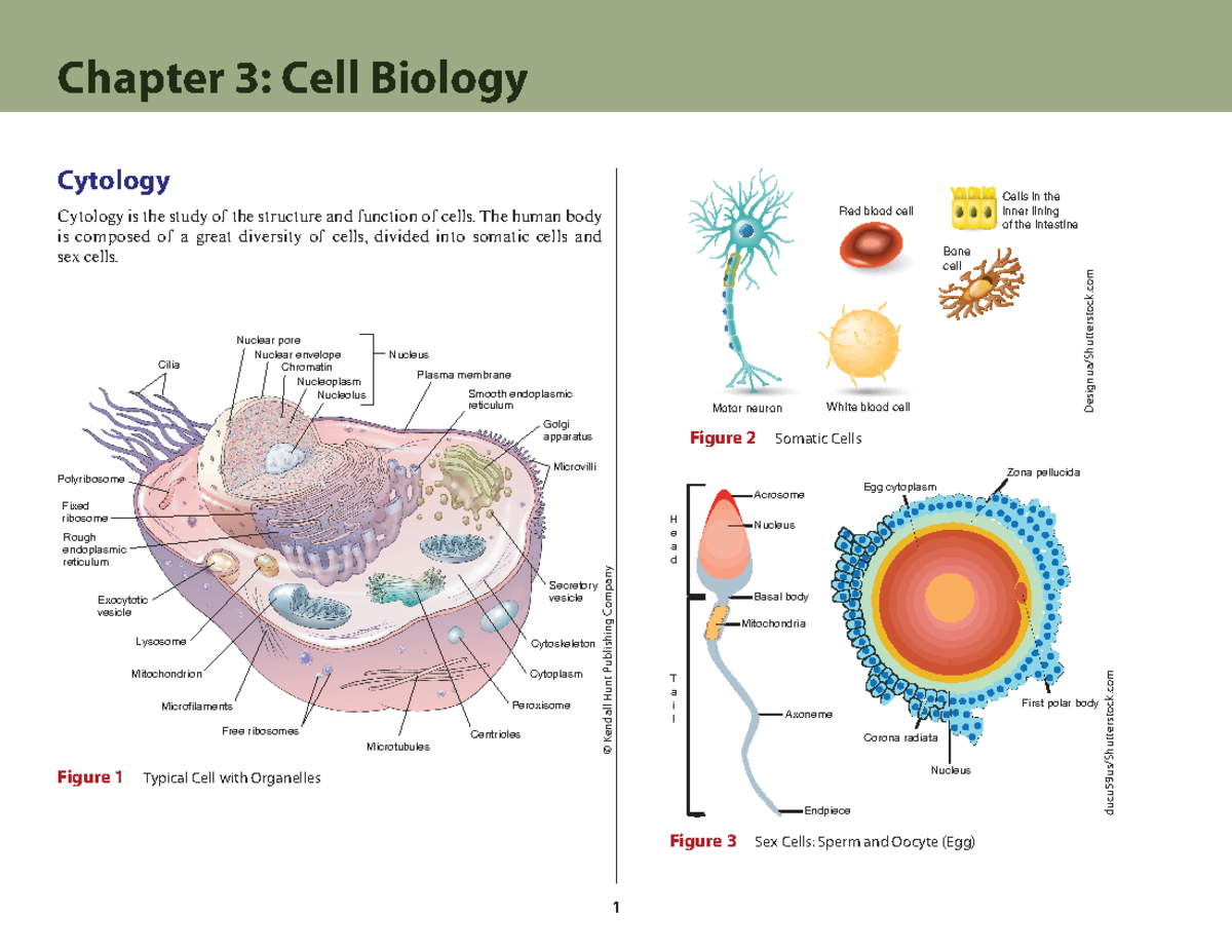 Ch3 - chapter review - Chapter 3 : Cell Biology Cytology Cytology is ...
