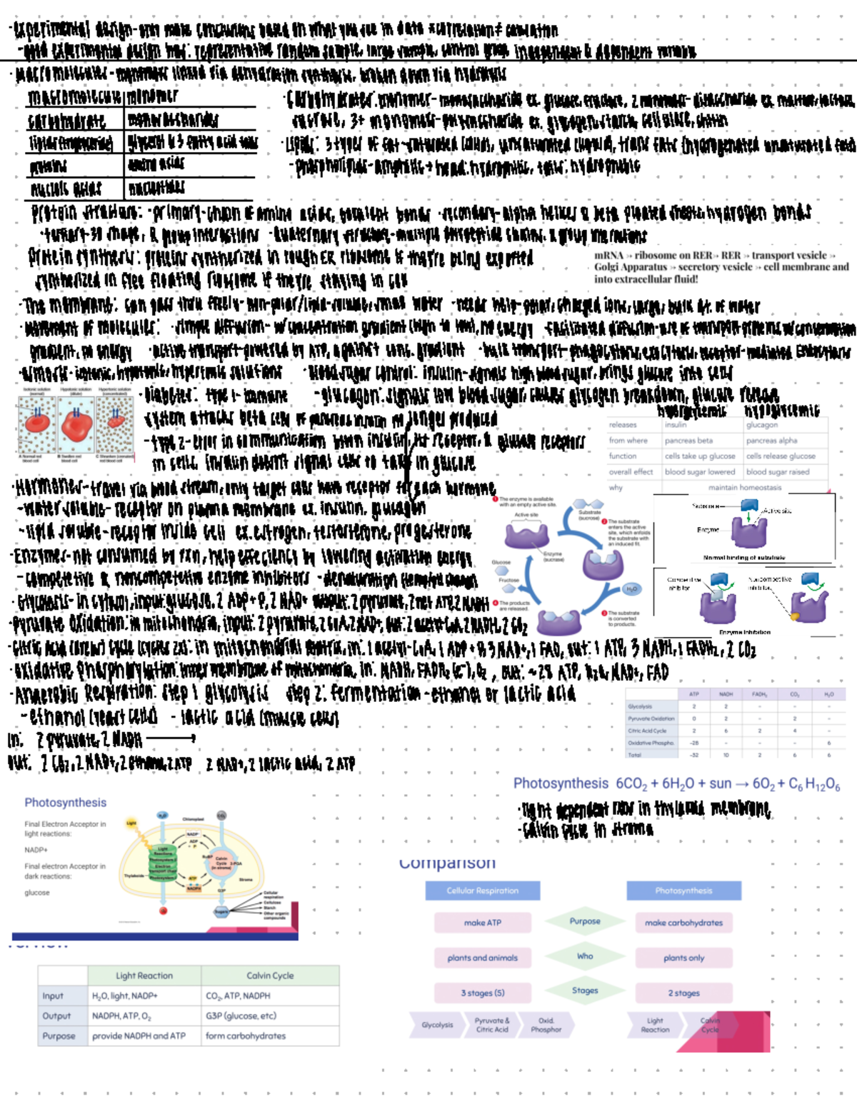 Bio 101 Notes - Summary Intro to Biology - BIO 101 - Studocu