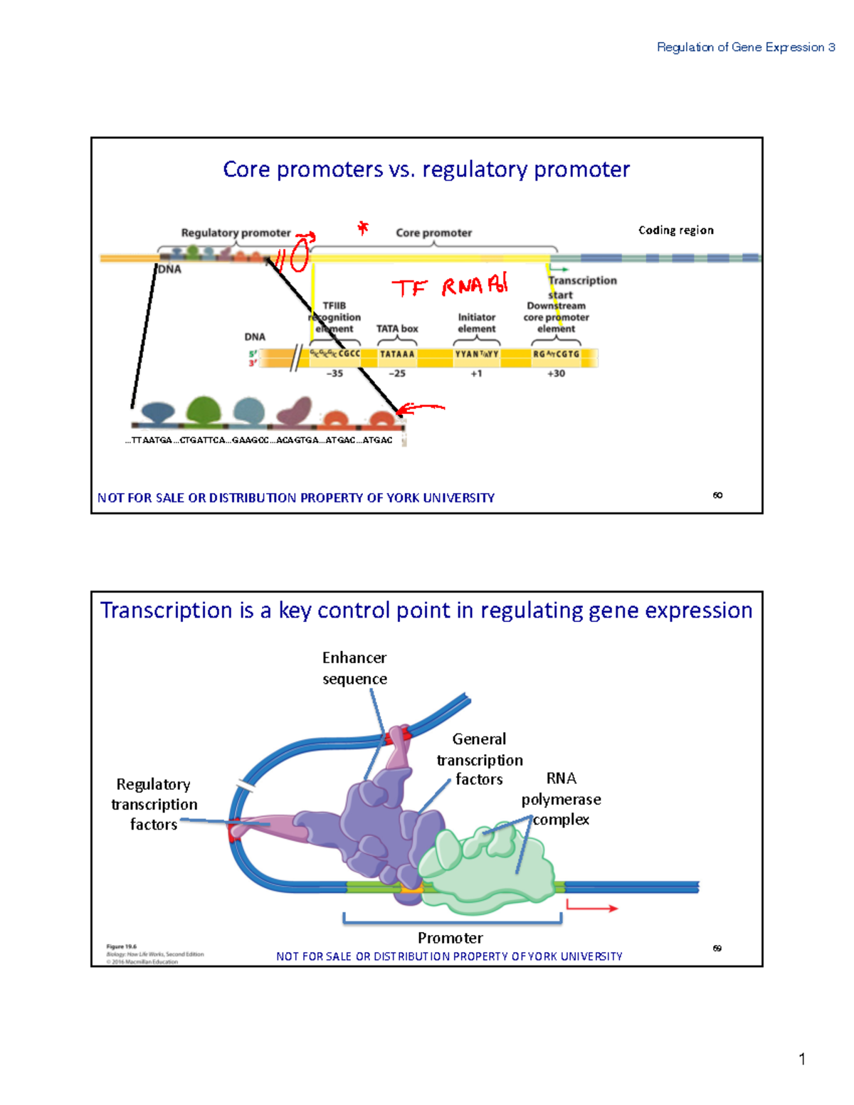 V6 BIOL 2040 F2022 Regulation of Gene Expression 3 - the promoter ...