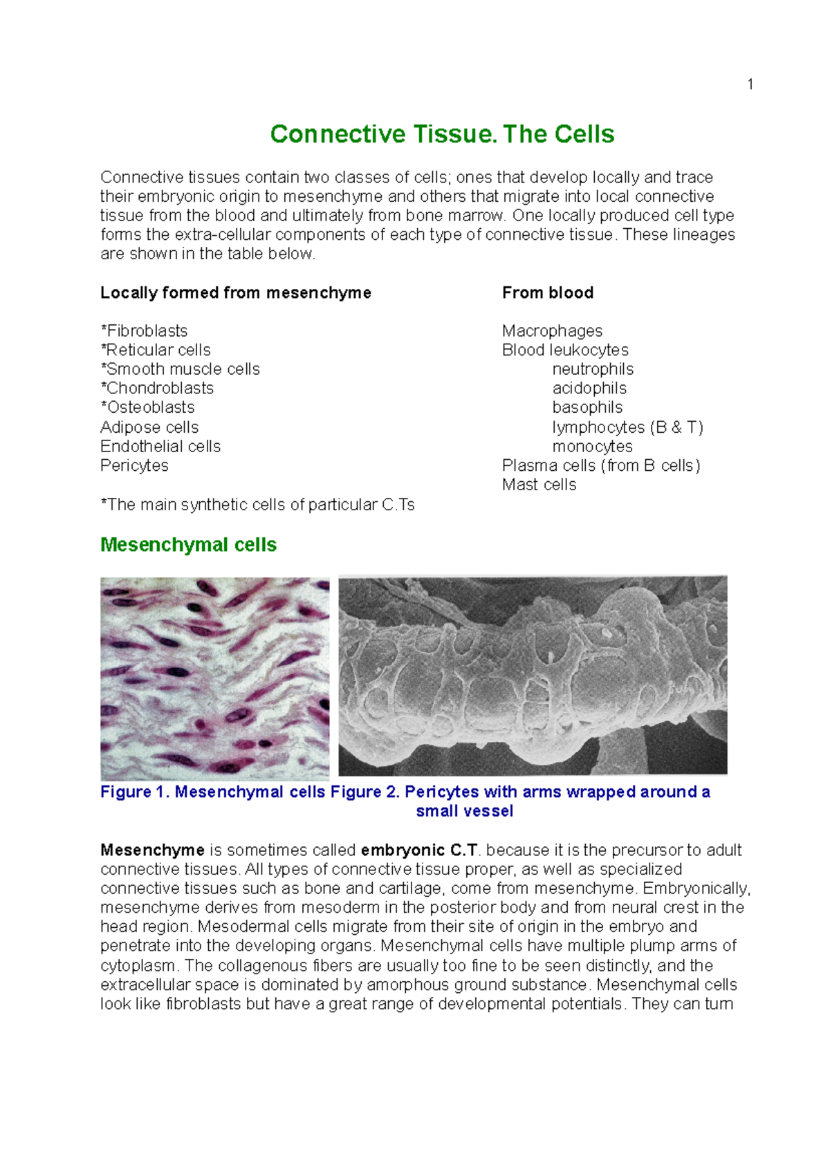 CH 168 - Connective Tissue - The Cells - 1 Connective Tissue Cells ...