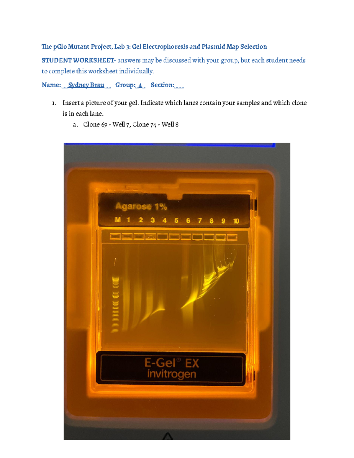 The pGlo Mutant Project, Lab 3 - Name: Sydney Brau Group:4 Section ...