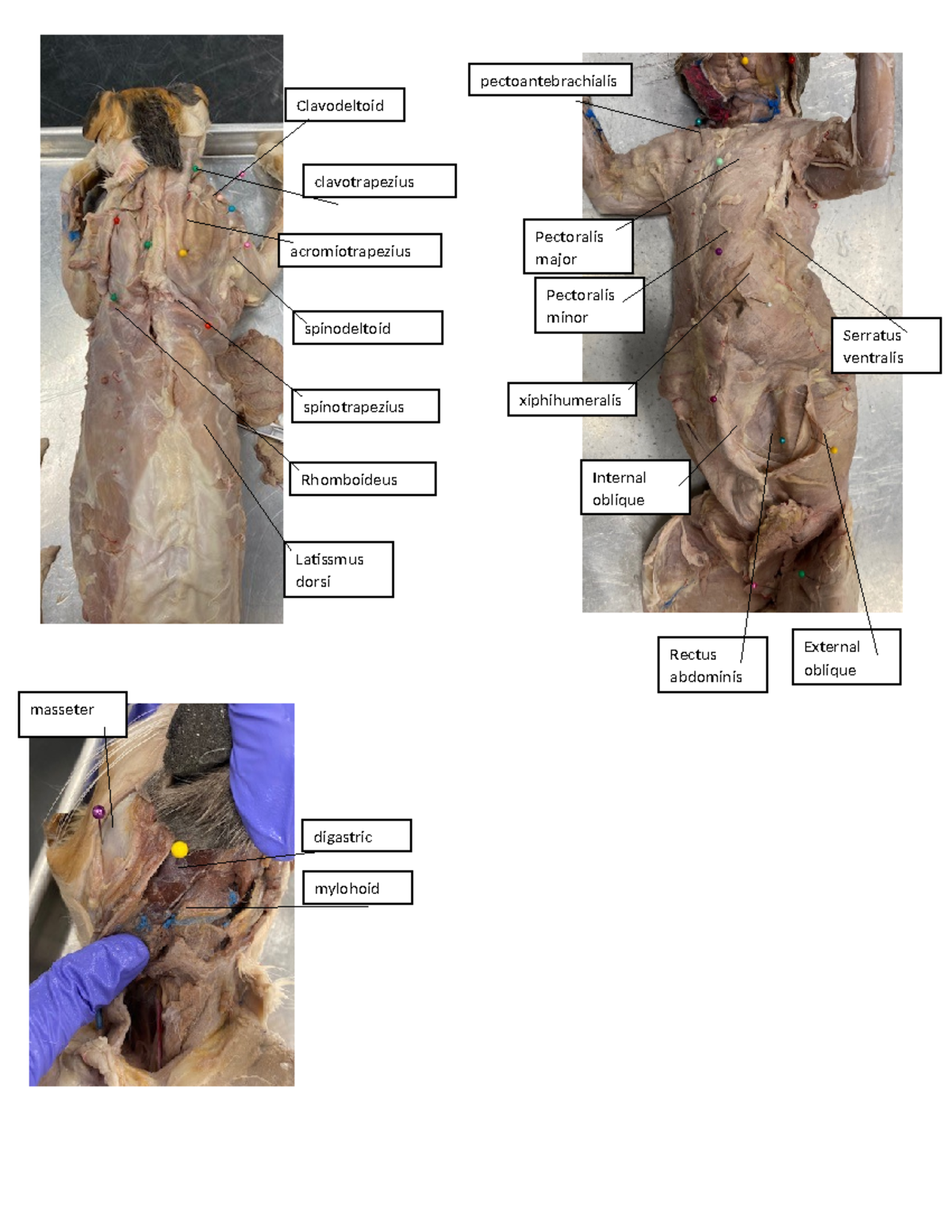 Labeled Cat Diagram - BIO 136 - masseter mylohoid digastric ...