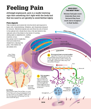 Genetics and the brain-Converted - Genetics and the Brain Genes govern ...