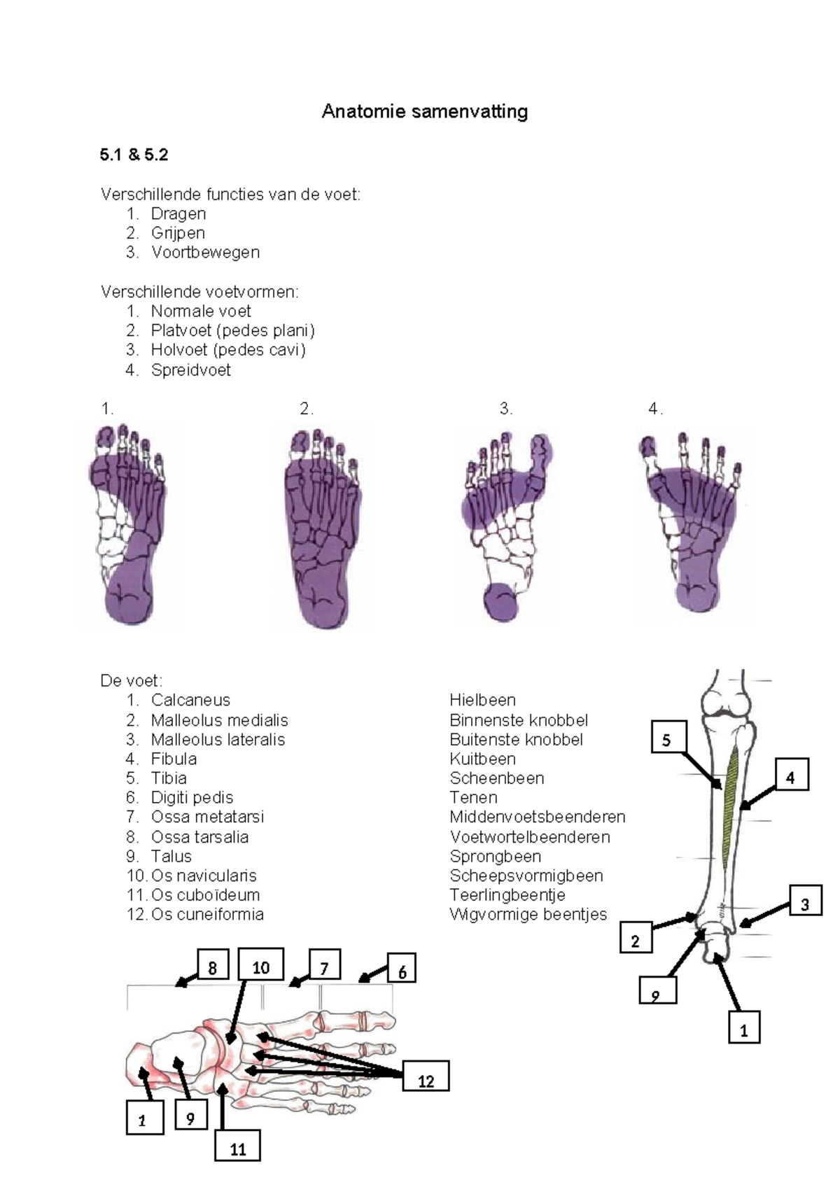 Anatomie Benen - Anatomie samenvatting 5 & 5. Verschillende functies ...