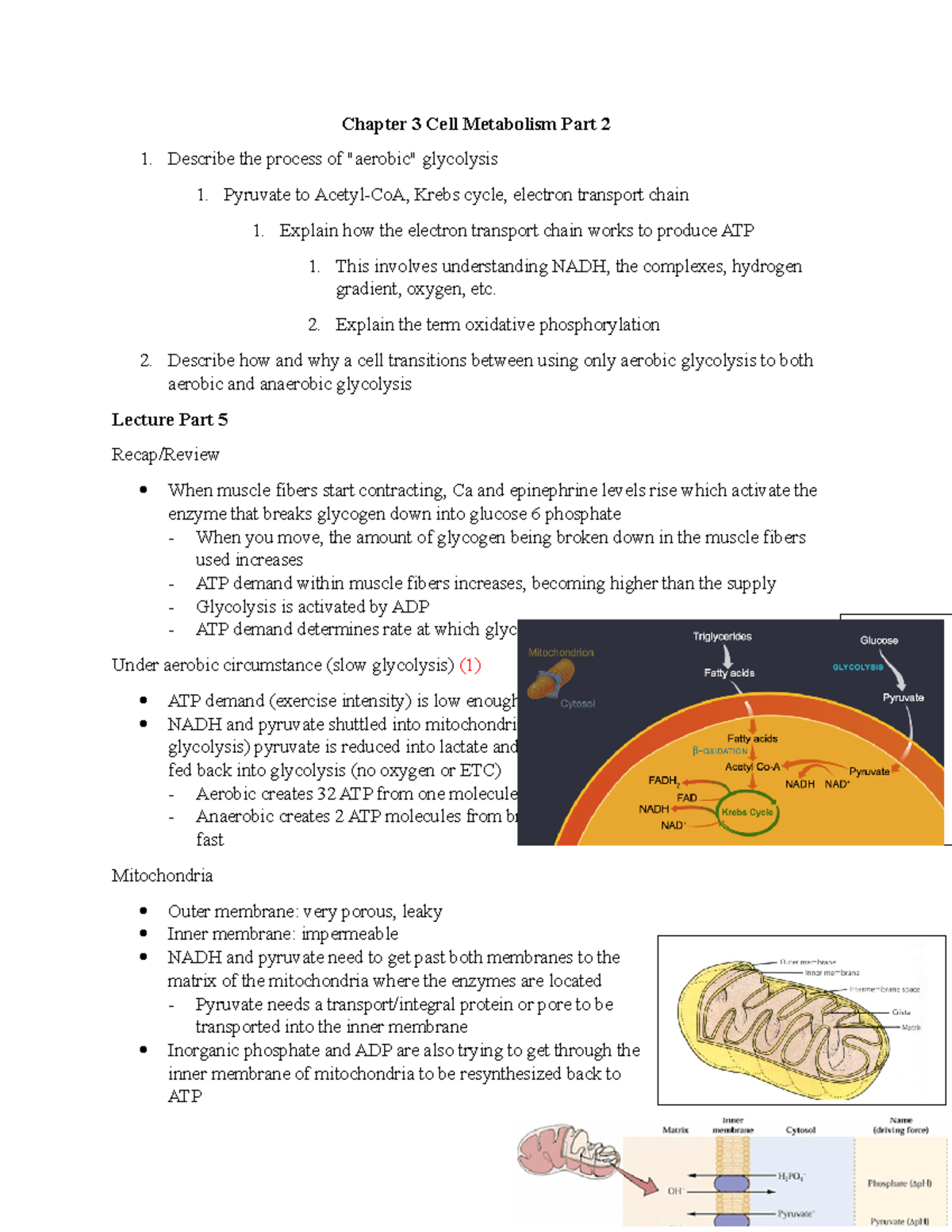Chapter 3 The Cell Membrane Part 2 - Chapter 3 Cell Metabolism Part 2 ...