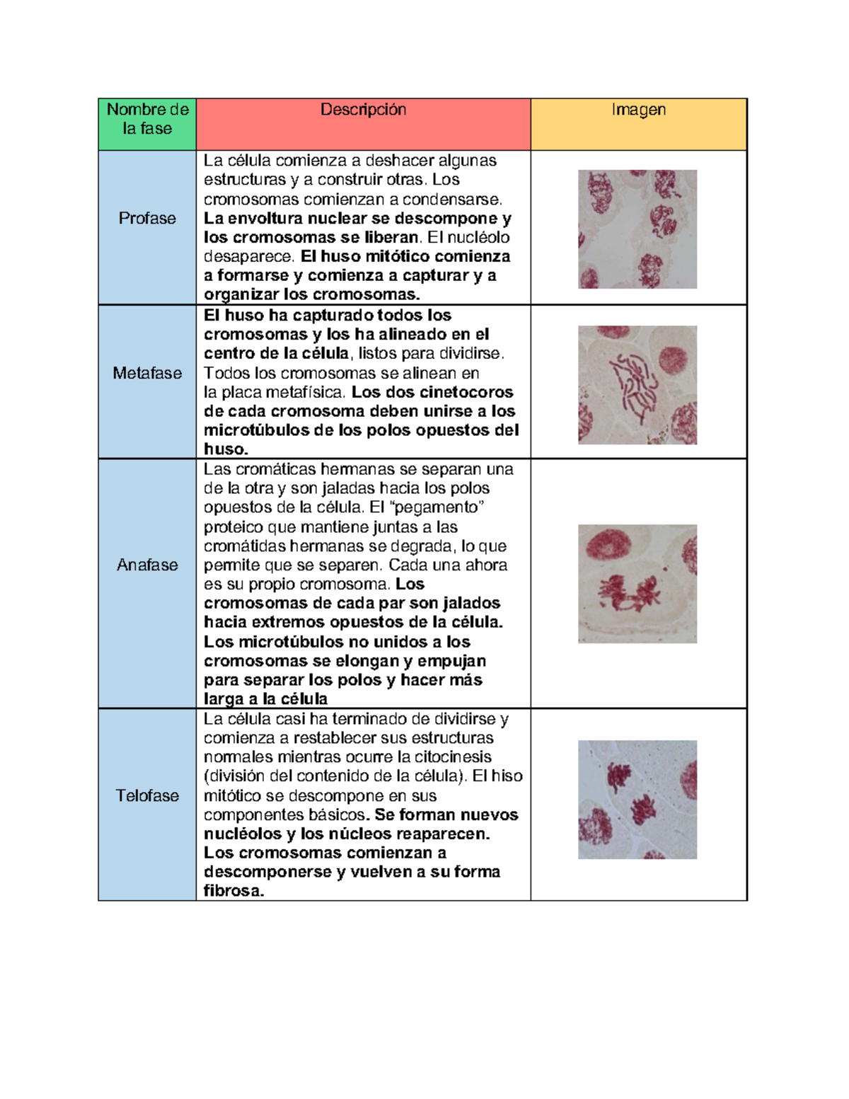 Fases de la mitosis - Nombre de la fase Descripción Imagen Profase La ...