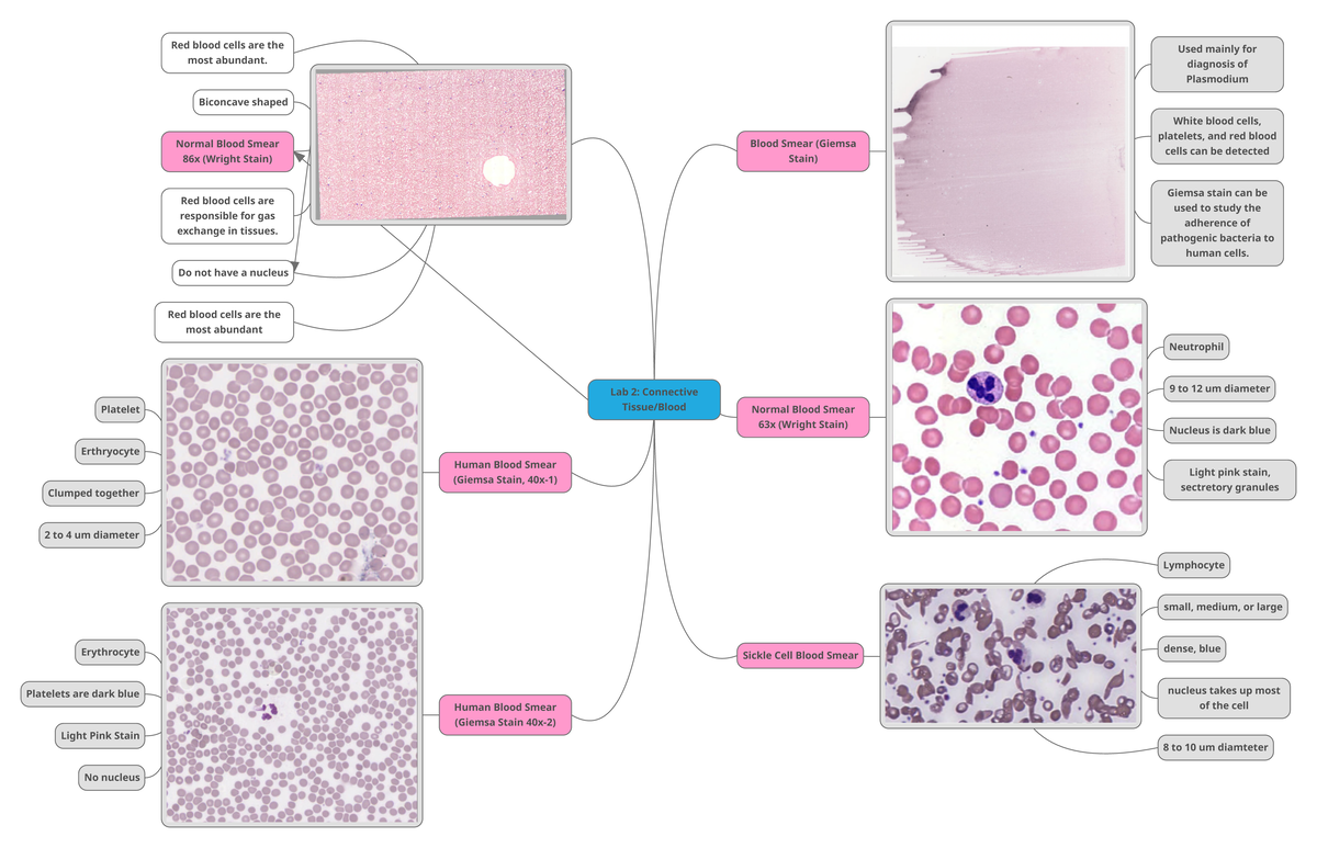 Lab 2 Mind Map - Lab assignments require mindmaps which are screenshots ...
