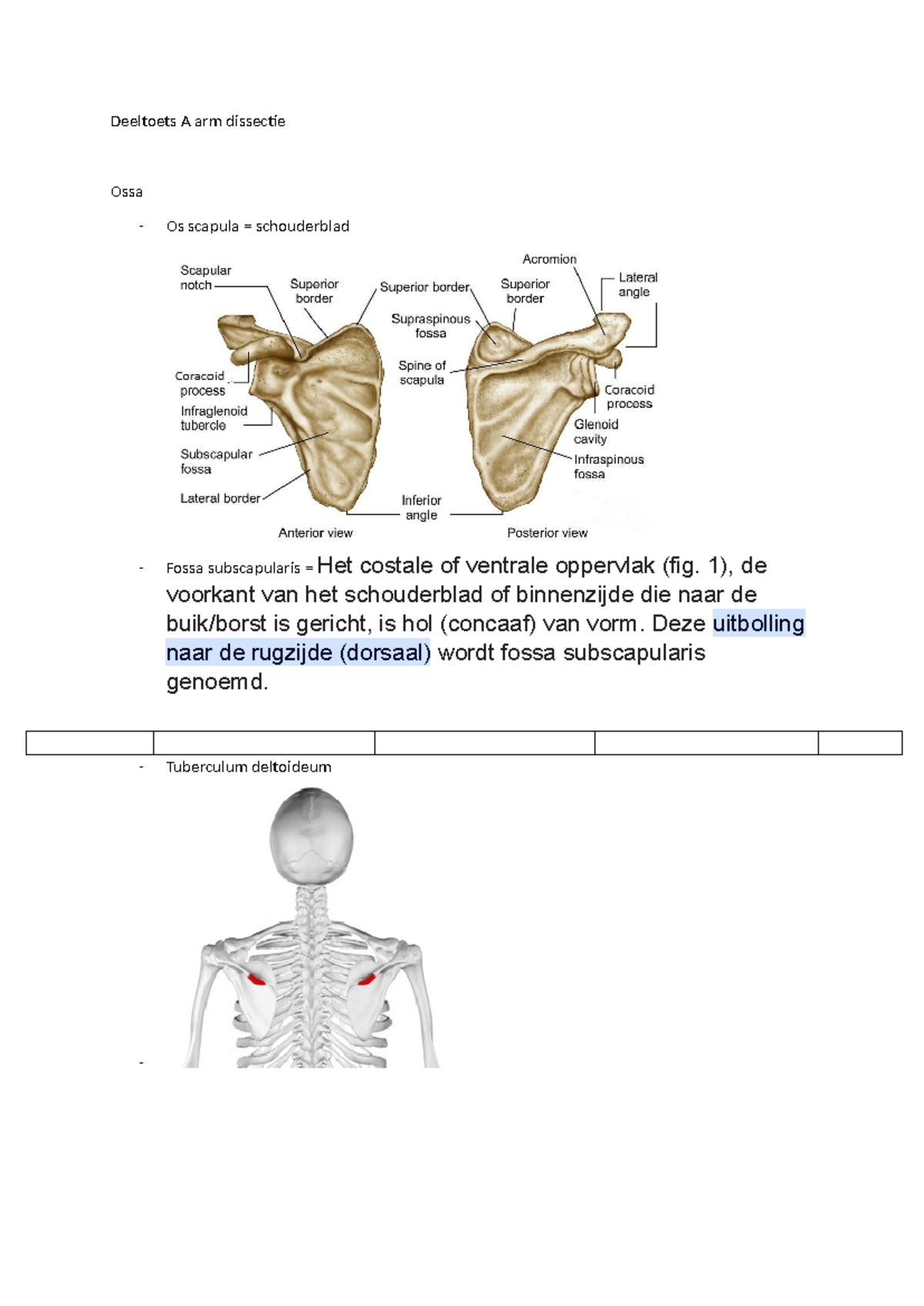 Deeltoets A arm dissectie - Deeltoets A arm dissectie Ossa - Os scapula ...