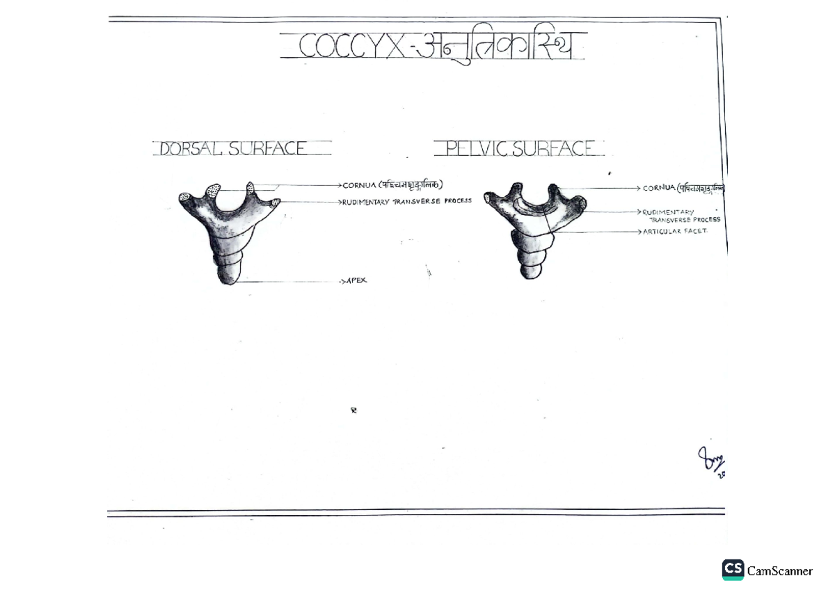 Bones - Thorax - DORSAL SURFACE PELVICSURFACE CORNUA CORNUA RUDIMENTARY ...