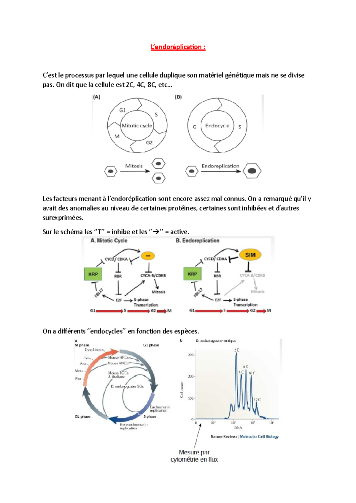 L'endoréplication - Notes de cours Cours 2 - L’endoréplication : C’est ...