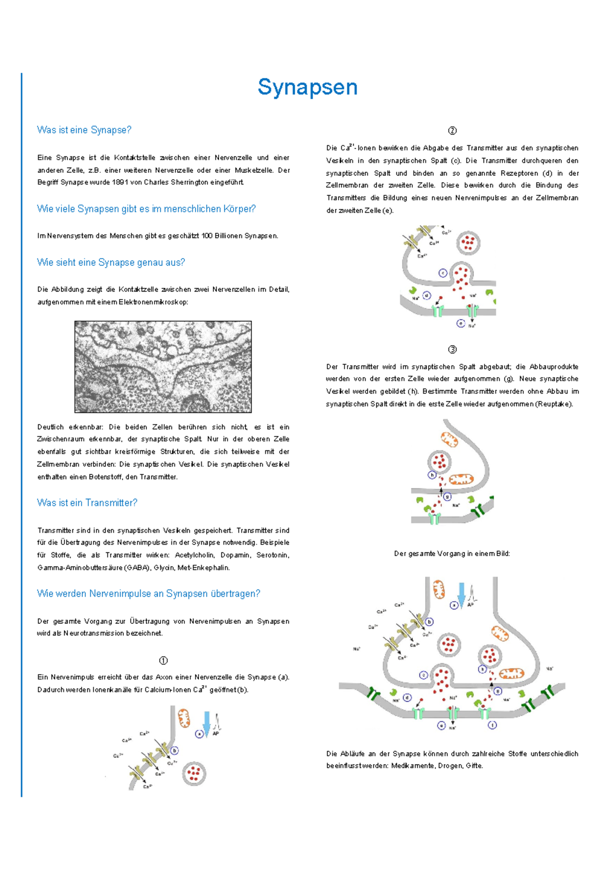 Neuroprojekt-plakat-synapse - Synapsen Was ist eine Synapse? Eine Synapse ist die Kontaktstelle ...