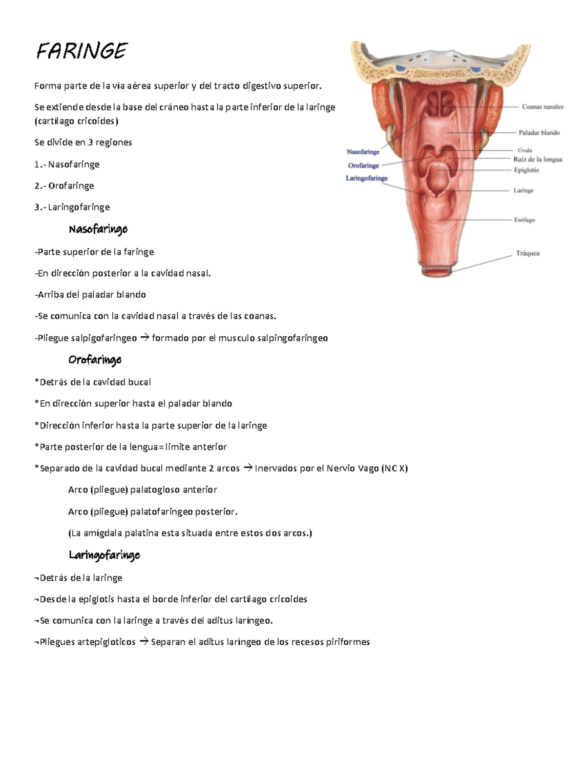 Faringe - FARINGE Forma parte de la superior y del tracto digestivo ...
