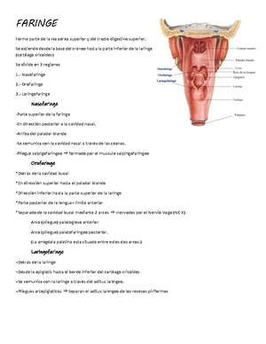 Celda prostática: Próstata, Neuroanatomía de Porrero - Celda prostática ...