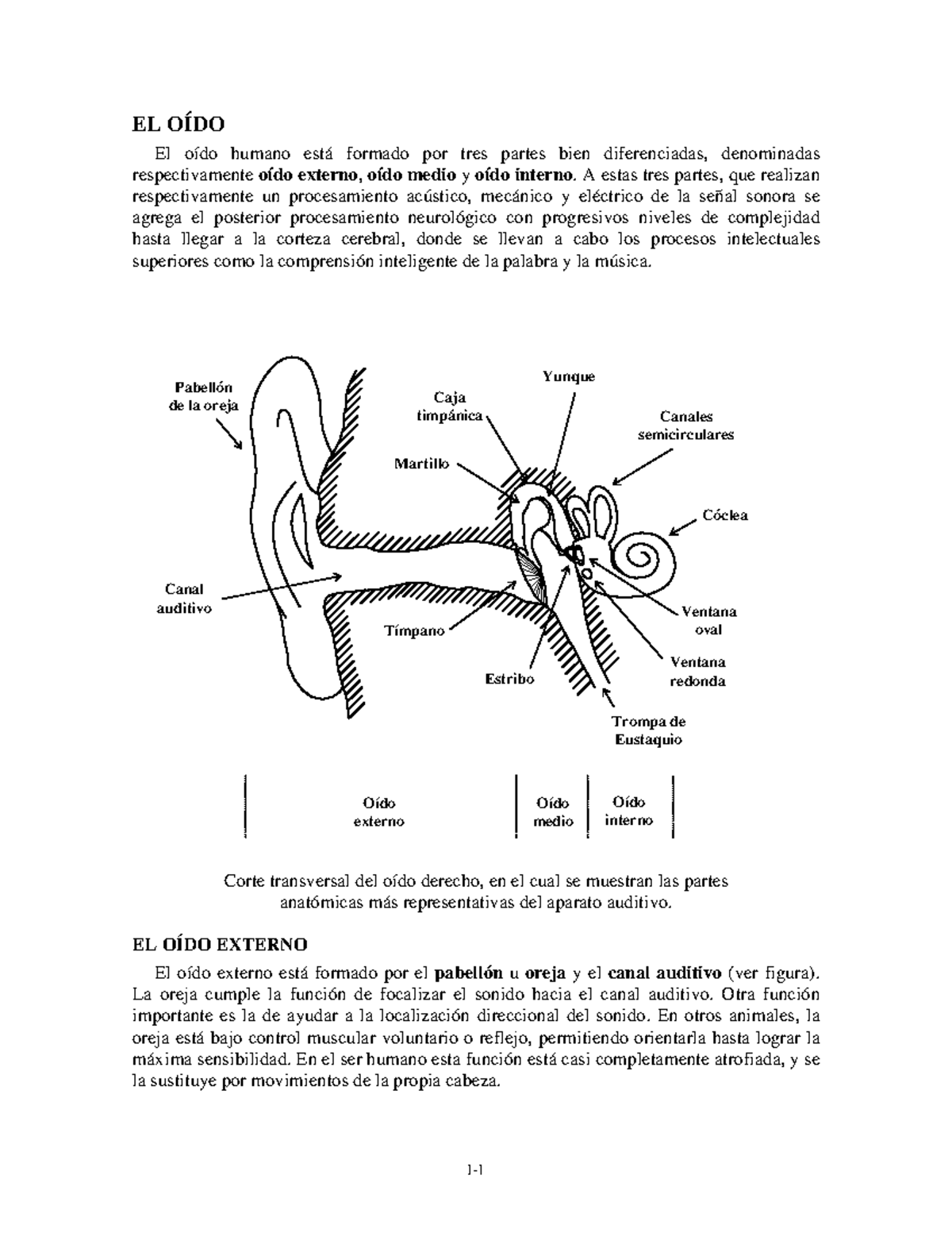 Características del Oido - EL OÍDO El oído humano está formado por tres ...