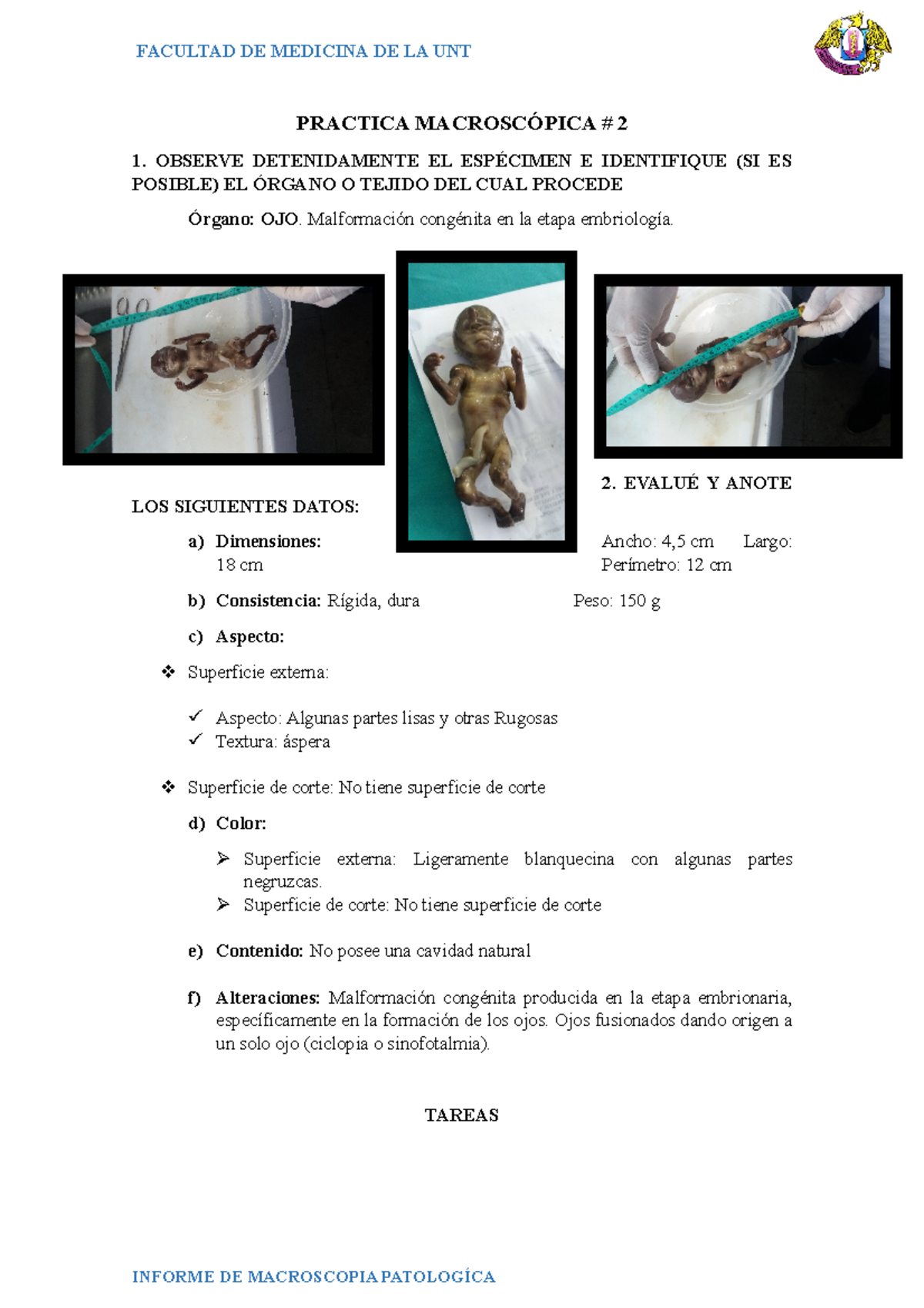 Practica Macroscópica 2 ciclopía - PRACTICA MACROSCÓPICA # 2 1. OBSERVE ...