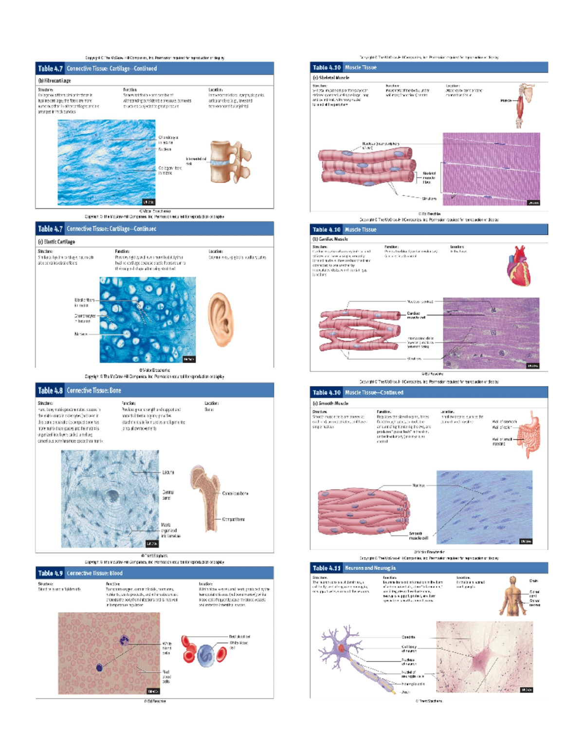 Tissues compilation - Nurse - Studocu