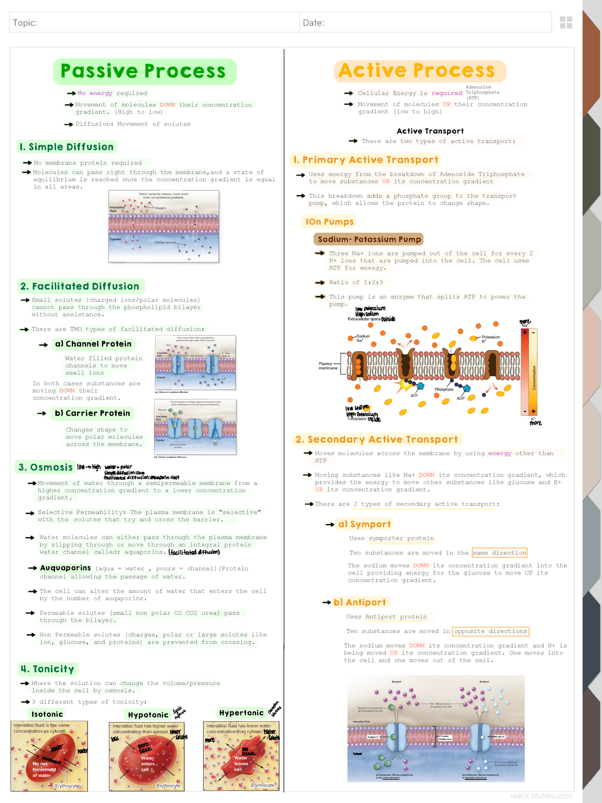Passive & Active Process - BIOL 110 - UR - Studocu