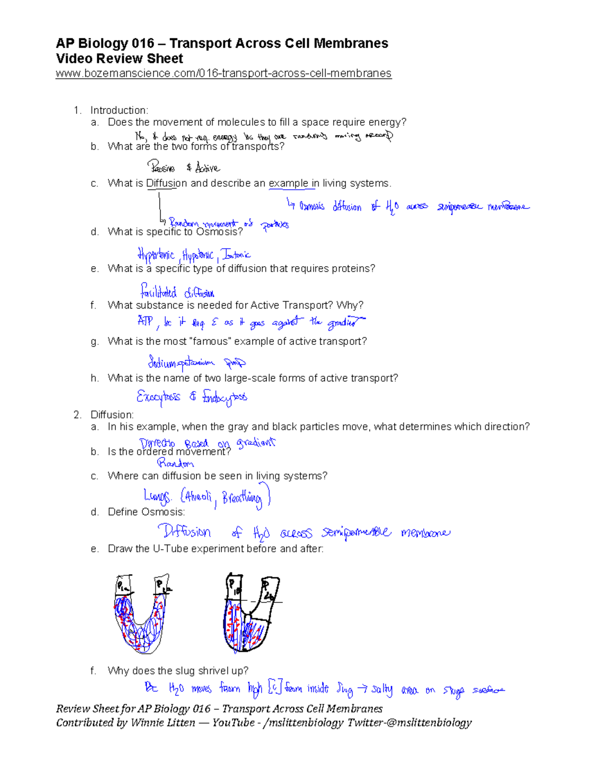 Transport across cell membranes Bozeman worksheet - - Studocu