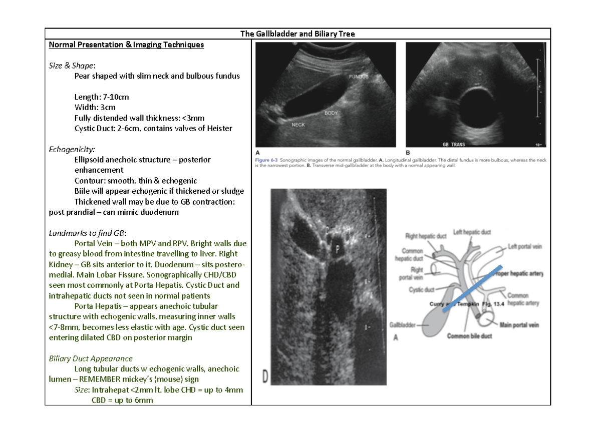 MEDS12002 - 3 - Gall Bladder & Biliary Tree - The Gallbladder and ...