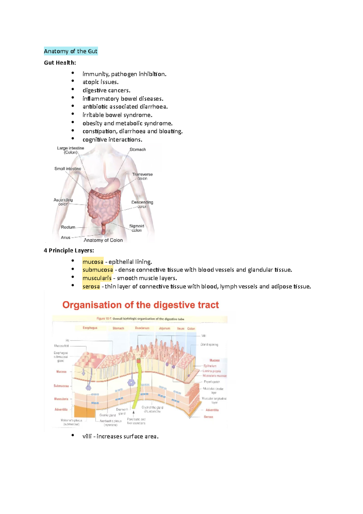 Anatomy of the Gut and Gut Health - Studocu