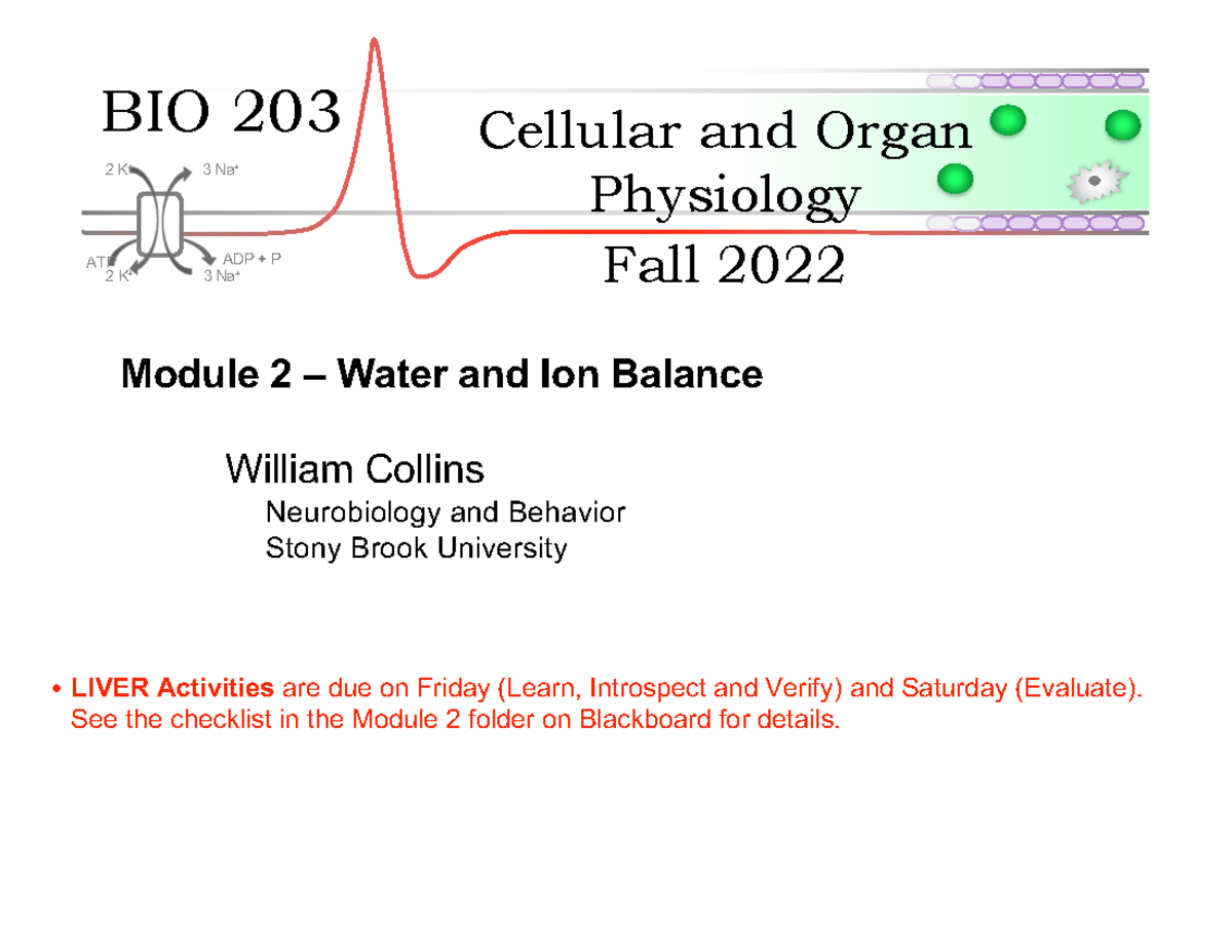 Module 2 - Water and Ion Balance (203 22F) post - 2 K+ 3 Na+ ATP ADP ...