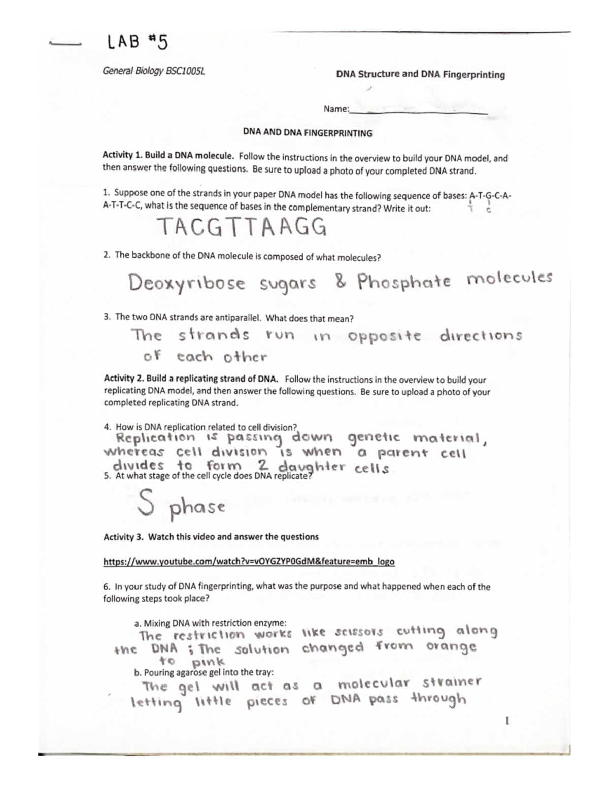 Lab #5 DNA & DNA Fingerprinting - BSC 1005L - Studocu