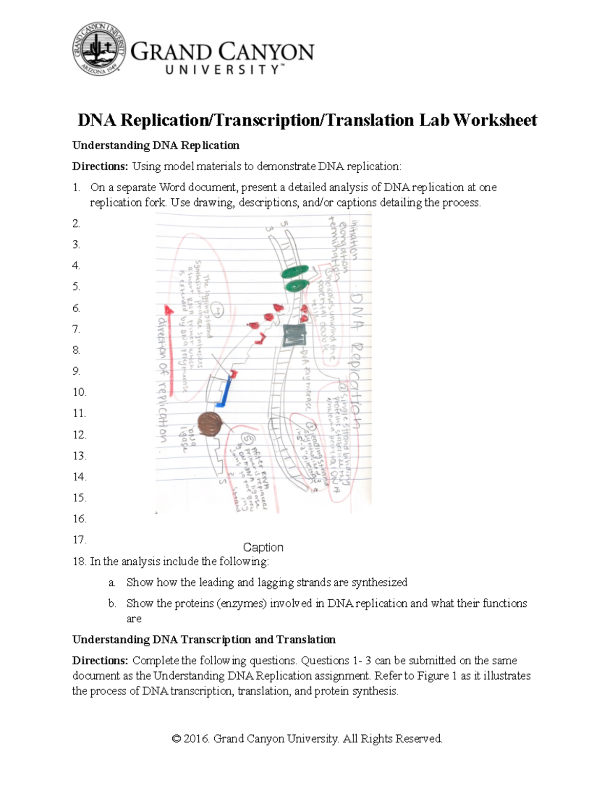 DNA Lab Worksheet Understanding DNA Replication and Transcription - Studocu