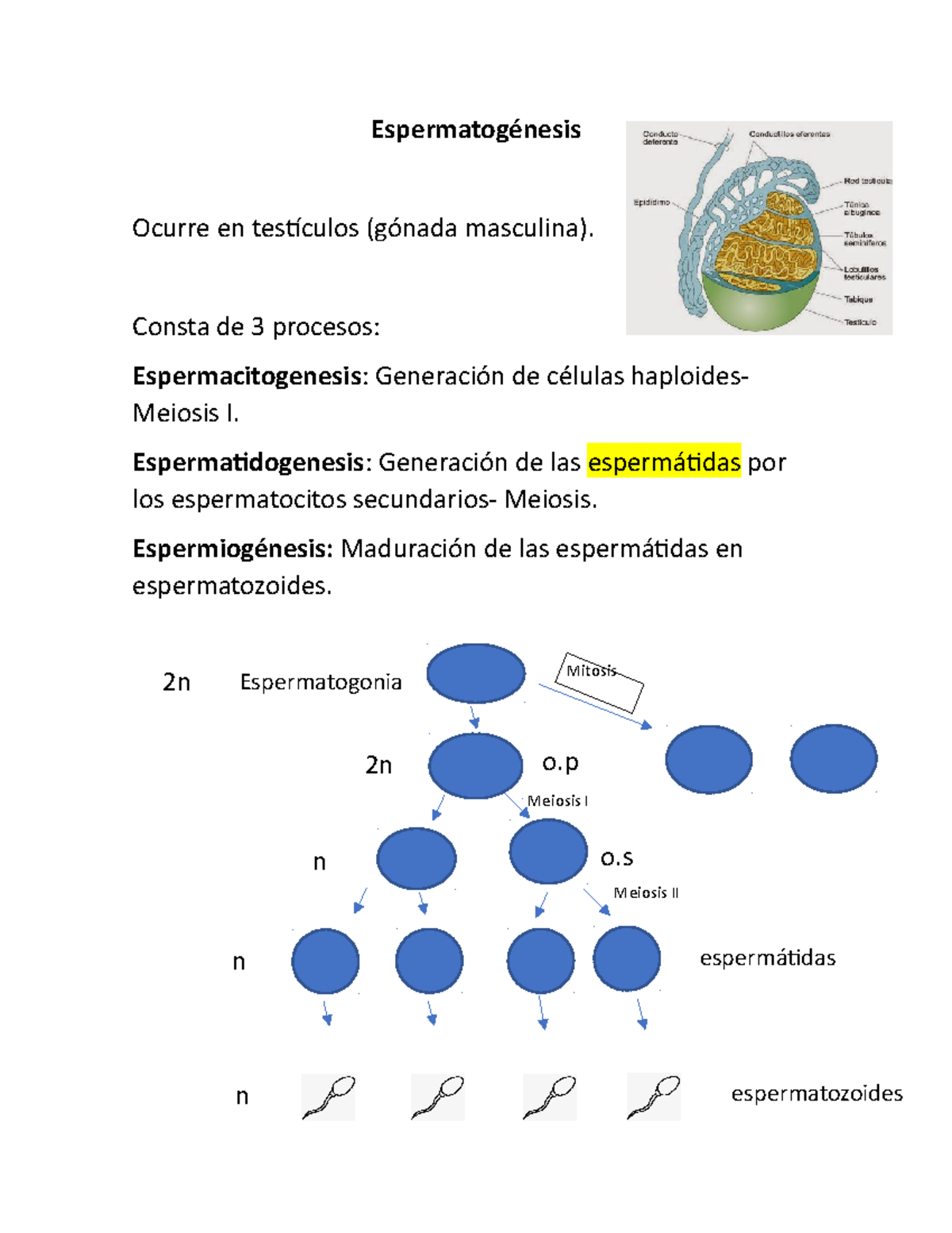 Espermatogenesis y sus fases - Espermatogénesis Ocurre en testículos ...