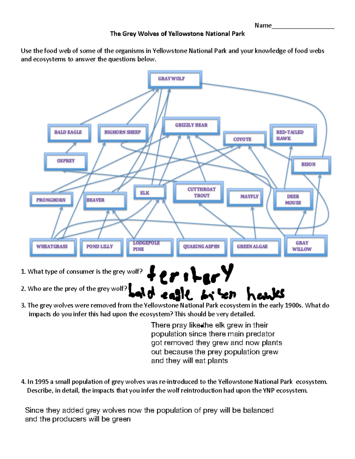Grey Wolves Food Webs - Essential Cell Biology - Name ...