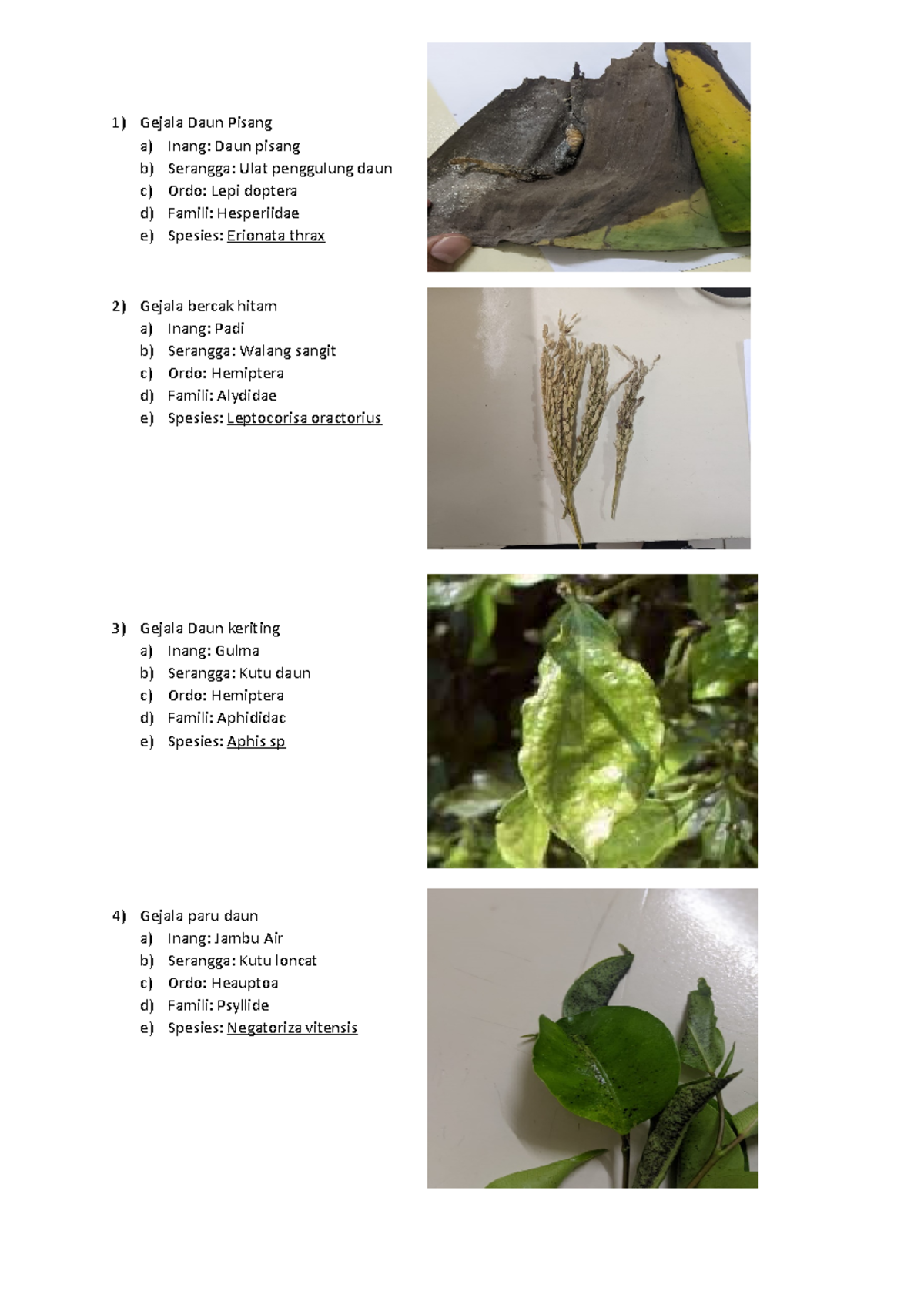 Proteksi Tanaman - Gejala Daun Pisang a) Inang: Daun pisang b) Serangga ...