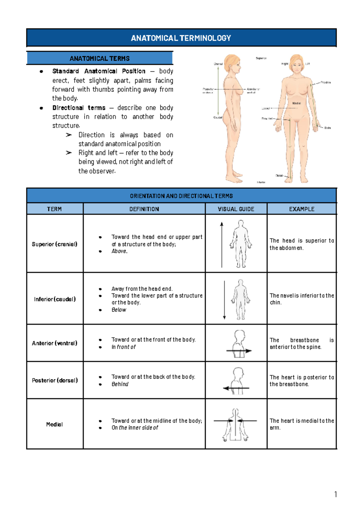 Anatomy and Physiology - ANATOMICAL TERMINOLOGY ANATOMICAL TERMS ...