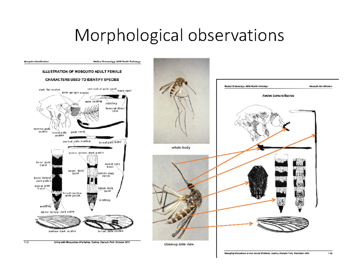 Mosquito identifying features - ANAT1001 - Morphological observations ...