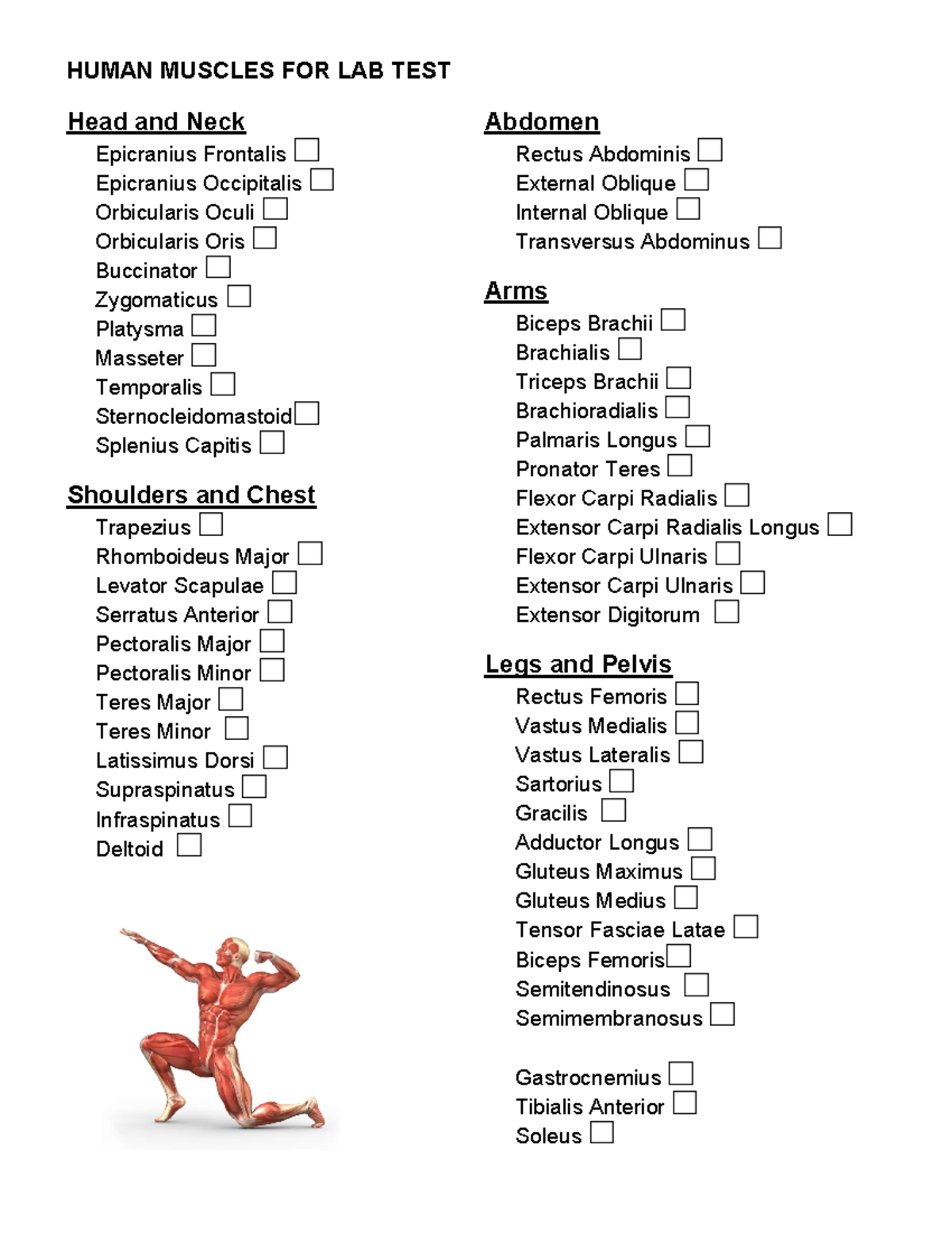 Human Muscles FOR LAB TEST need to know - HUMAN MUSCLES FOR LAB TEST ...