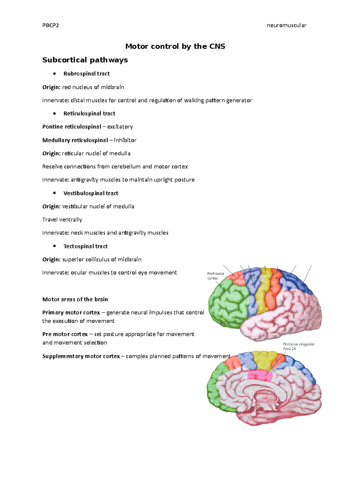 Motor control by the CNS - Motor control by the CNS Subcortical ...