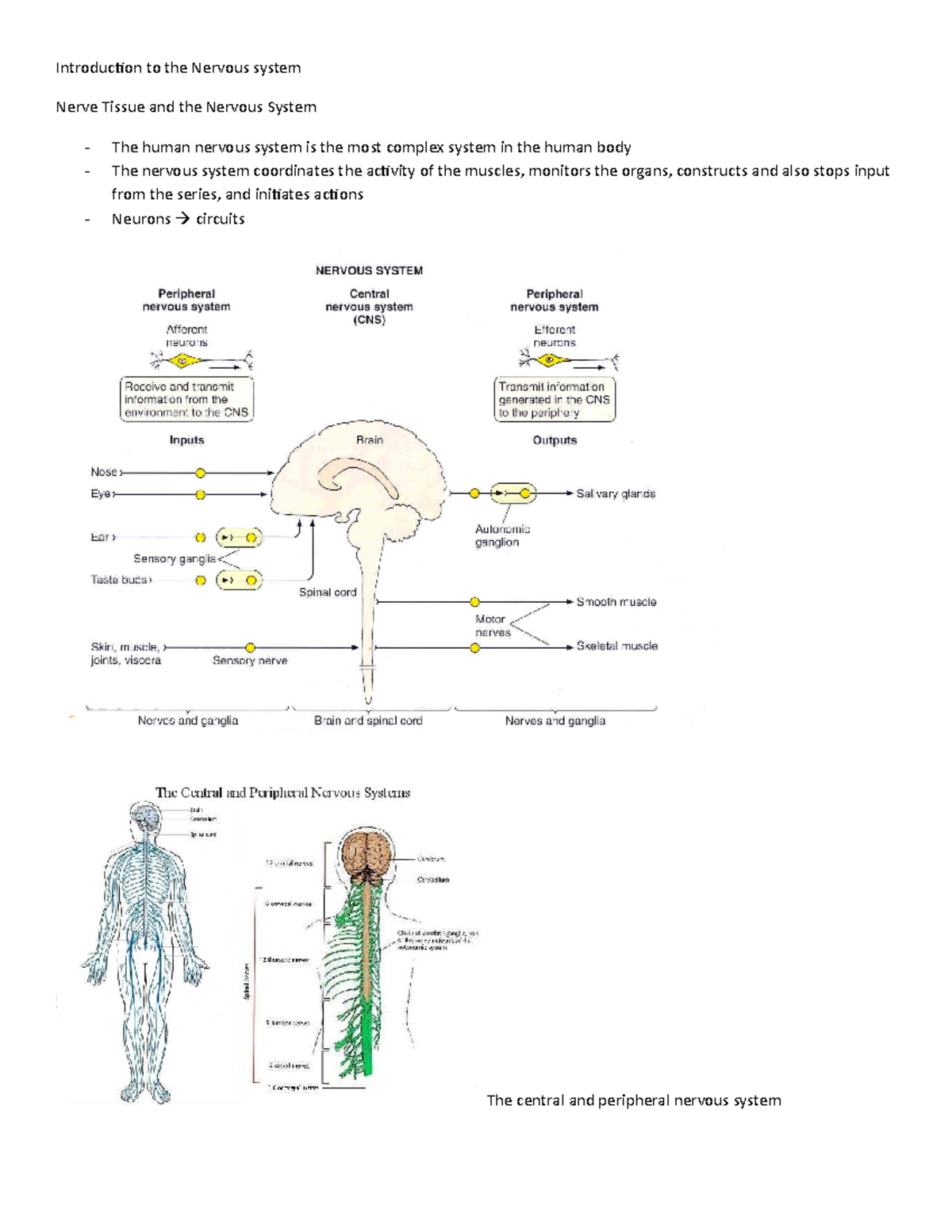 Summary Netter's Anatomy Introduction To The Nervous System ...