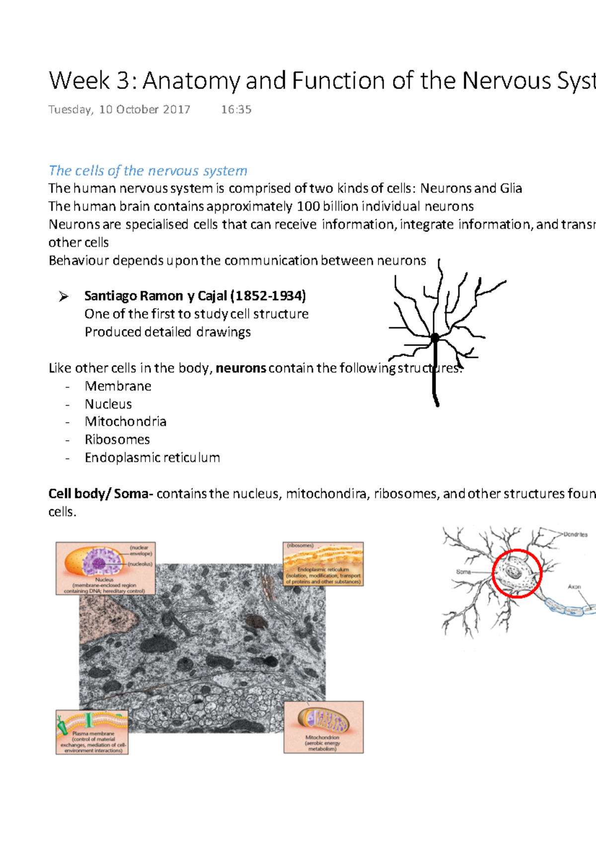 Week 3 Anatomy and Function of the Nervous System - The cells of the ...