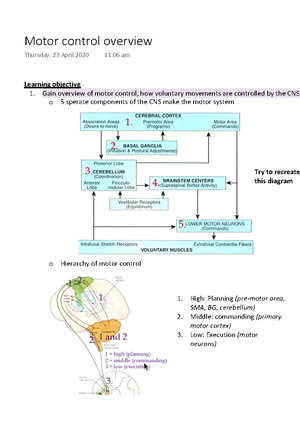 Movement disorders - Handwritten summaries for each lecture, including ...